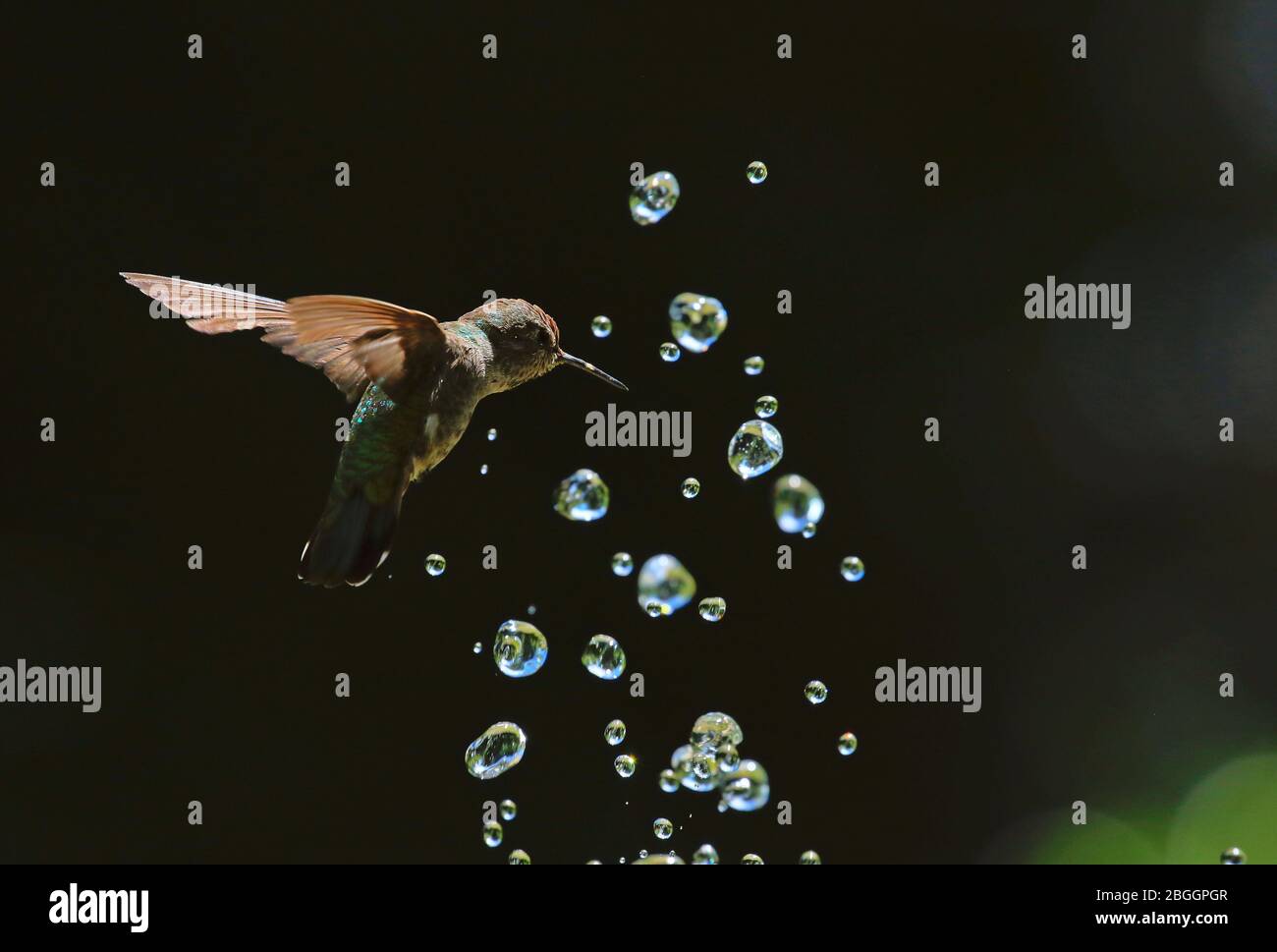 Hummingbird with water droplets Stock Photo - Alamy