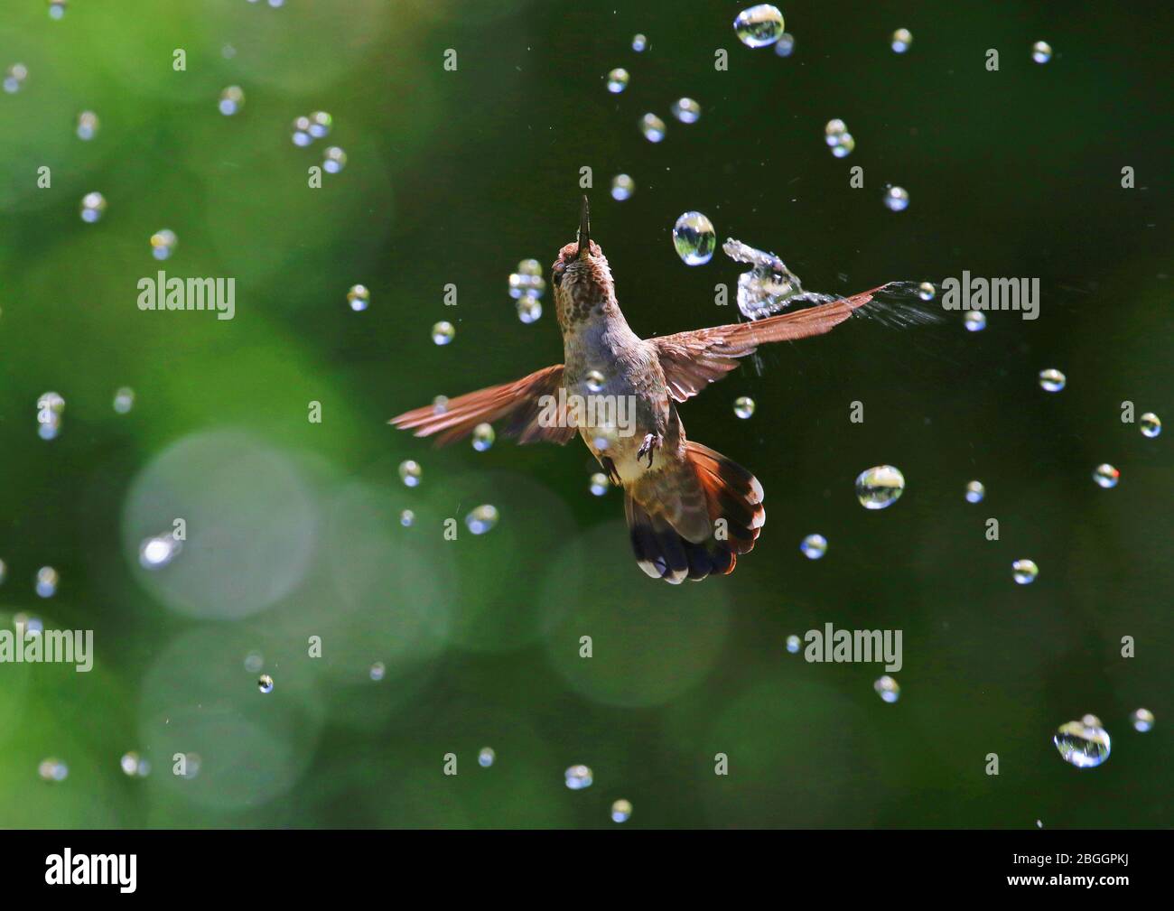 Hummingbird with open mouth hi-res stock photography and images - Alamy