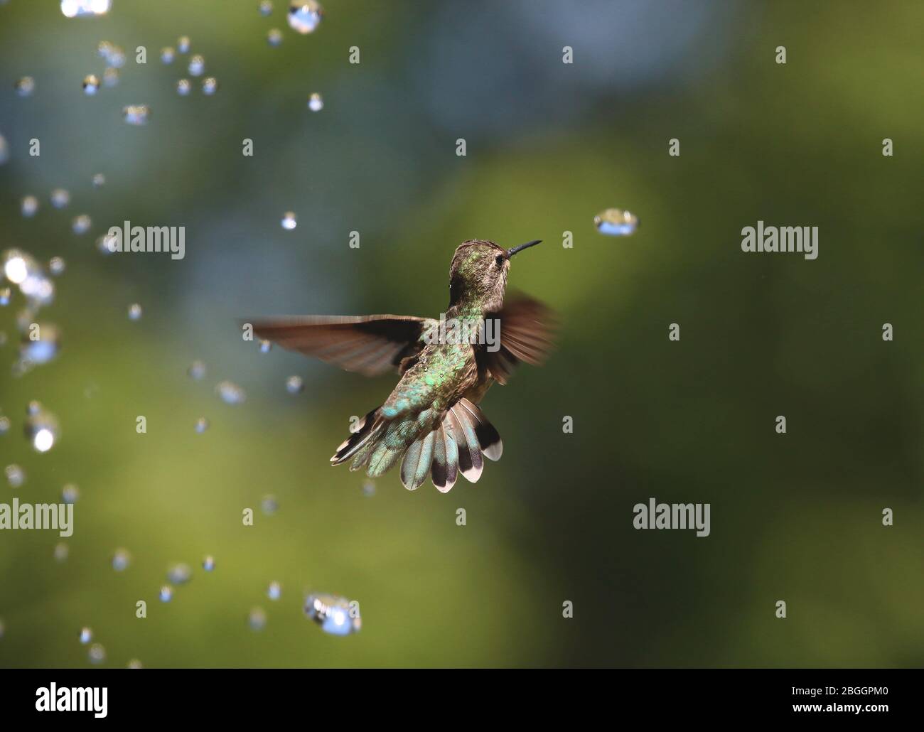 Hummingbird with water droplets Stock Photo - Alamy