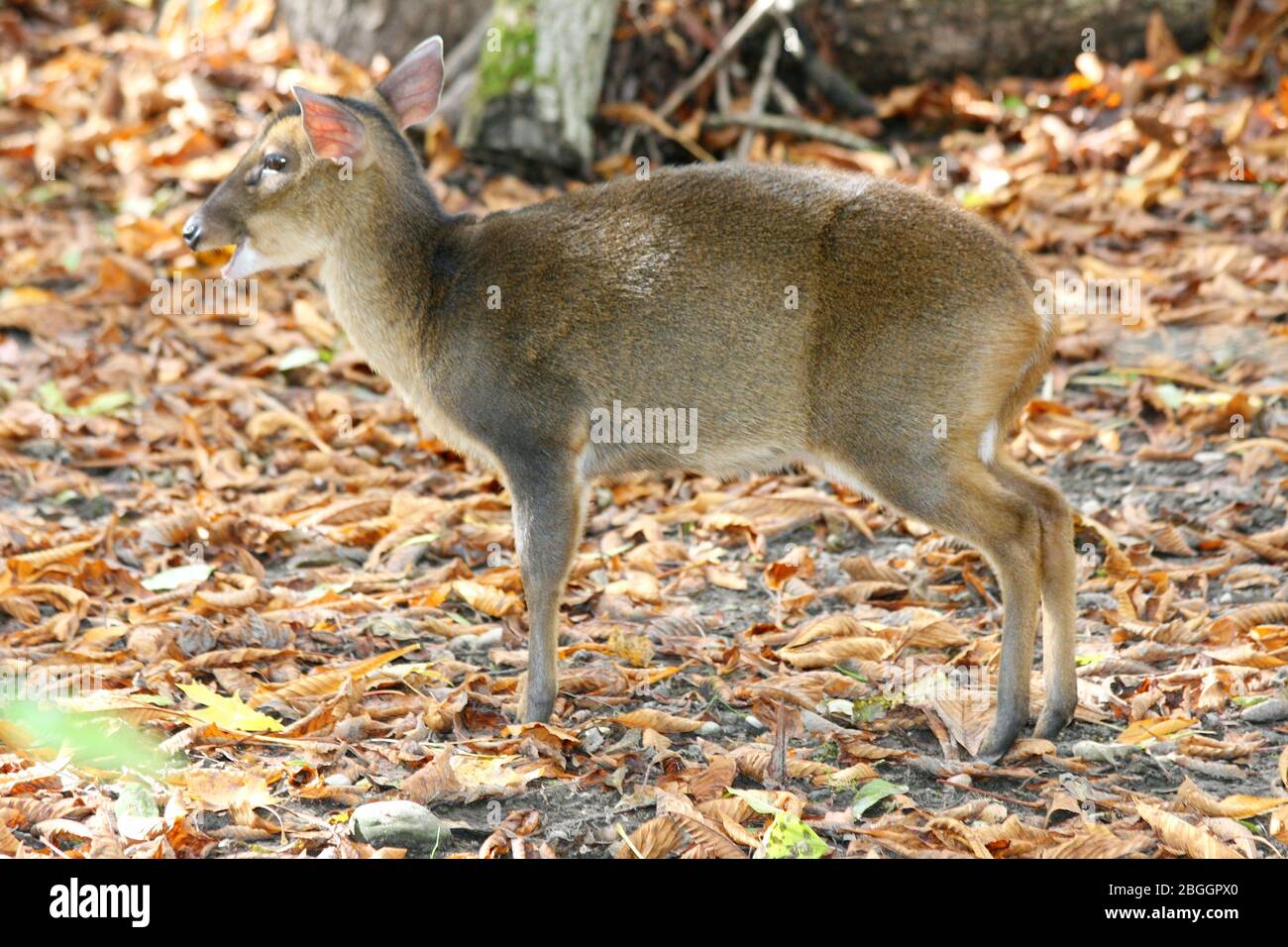 Muntiacus genus hi-res stock photography and images - Alamy