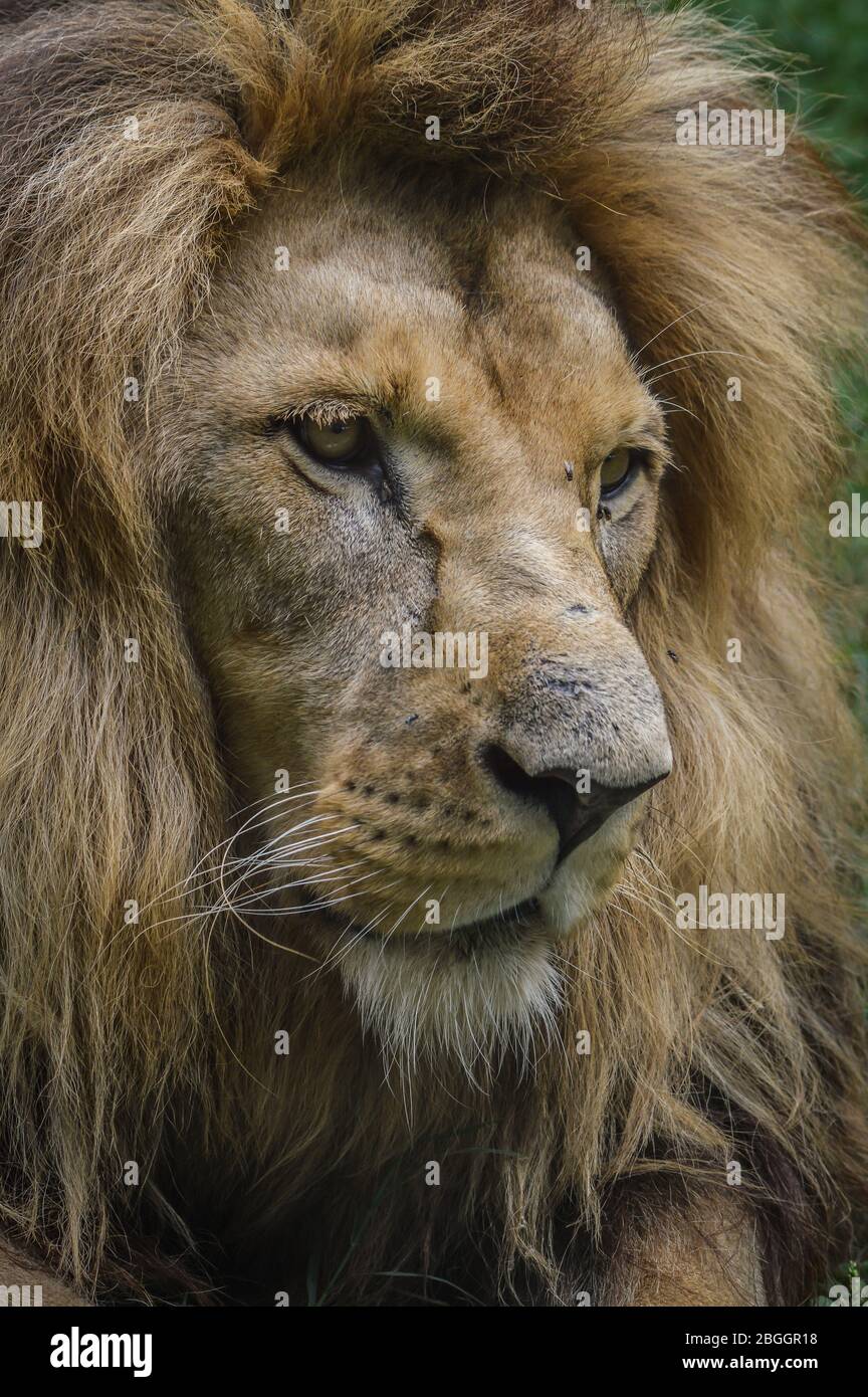 Majestic lion hi-res stock photography and images - Alamy