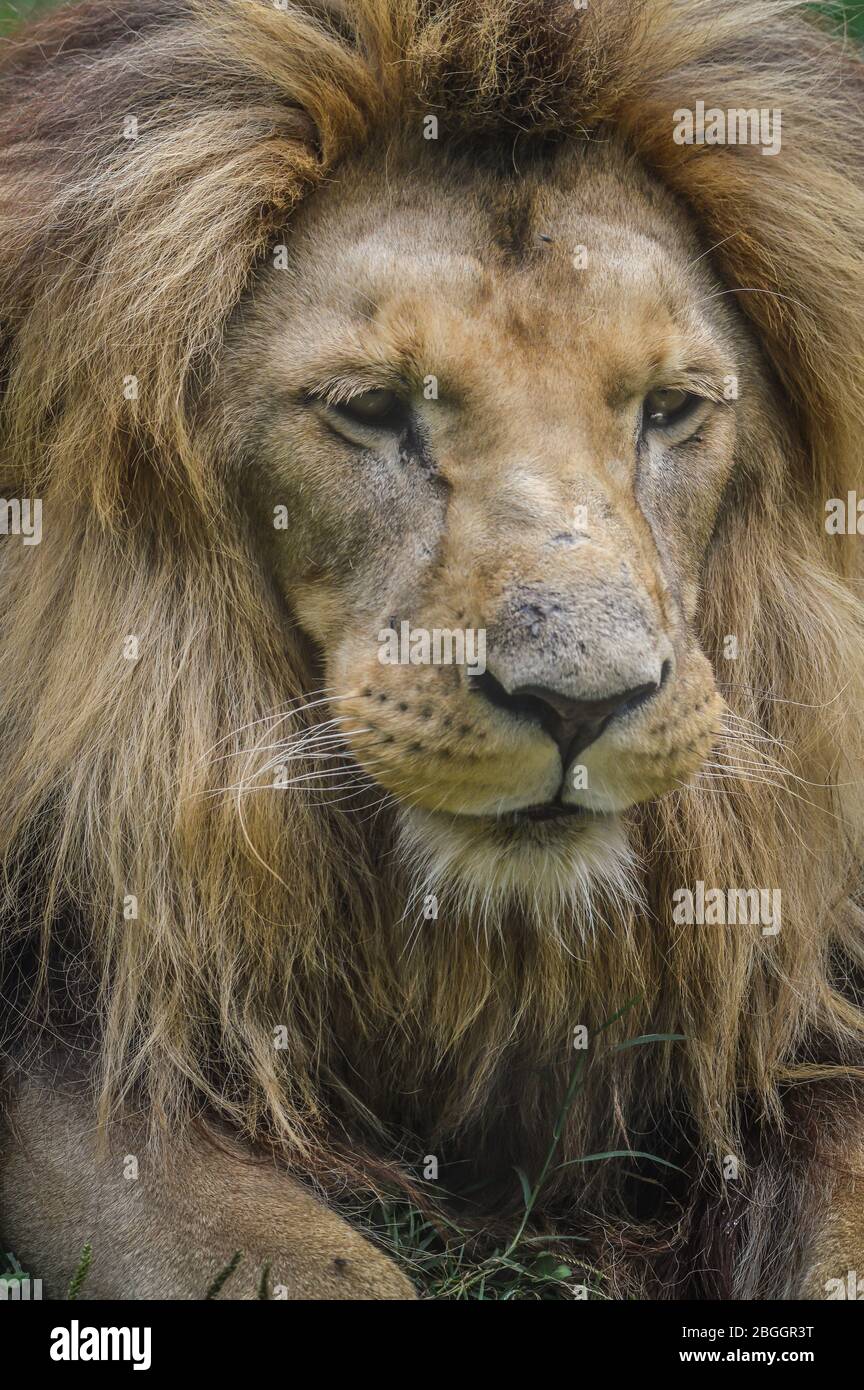 Majestic lion close up portrait Stock Photo - Alamy