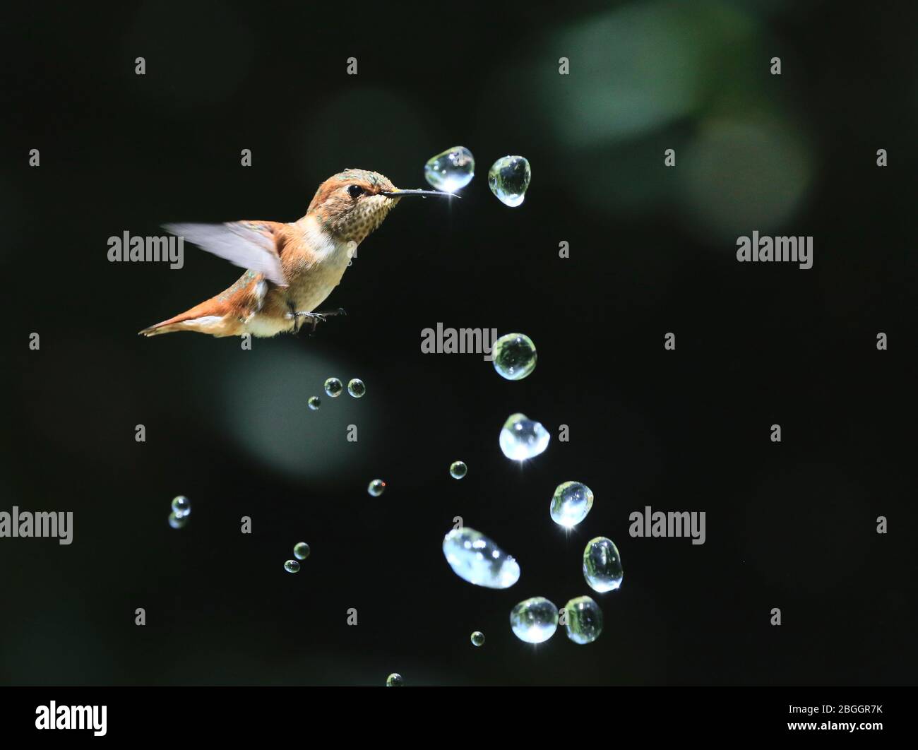 Hummingbird with open mouth hi-res stock photography and images - Alamy