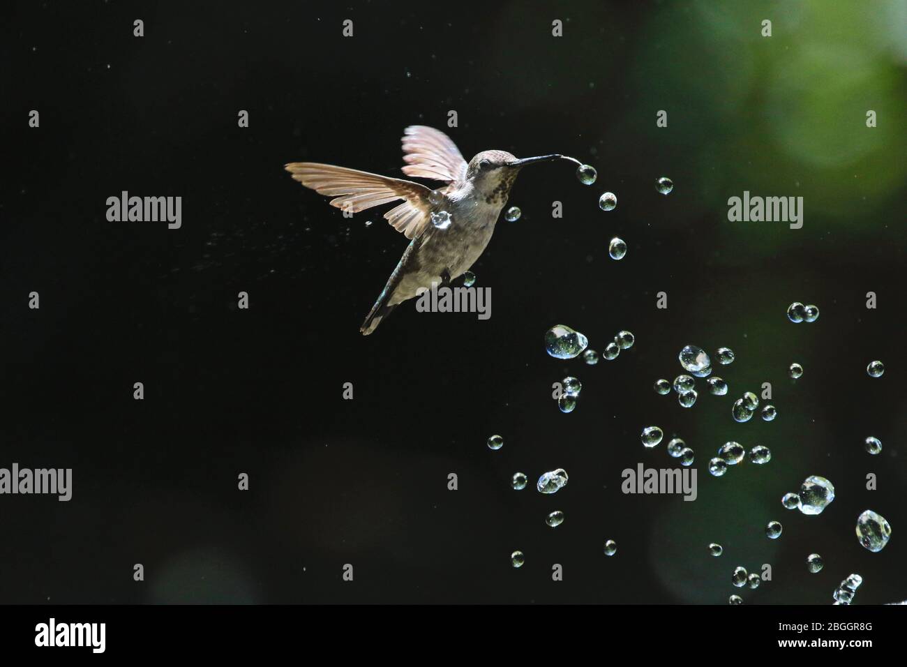 Hummingbird with open mouth hi-res stock photography and images - Alamy