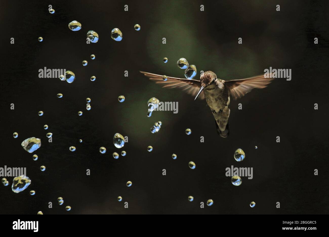 Hummingbird with open mouth hi-res stock photography and images - Alamy