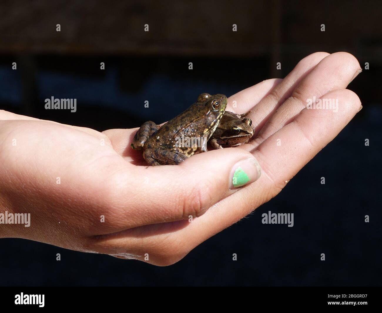 Close up of two small frogs in a human hand Stock Photo - Alamy