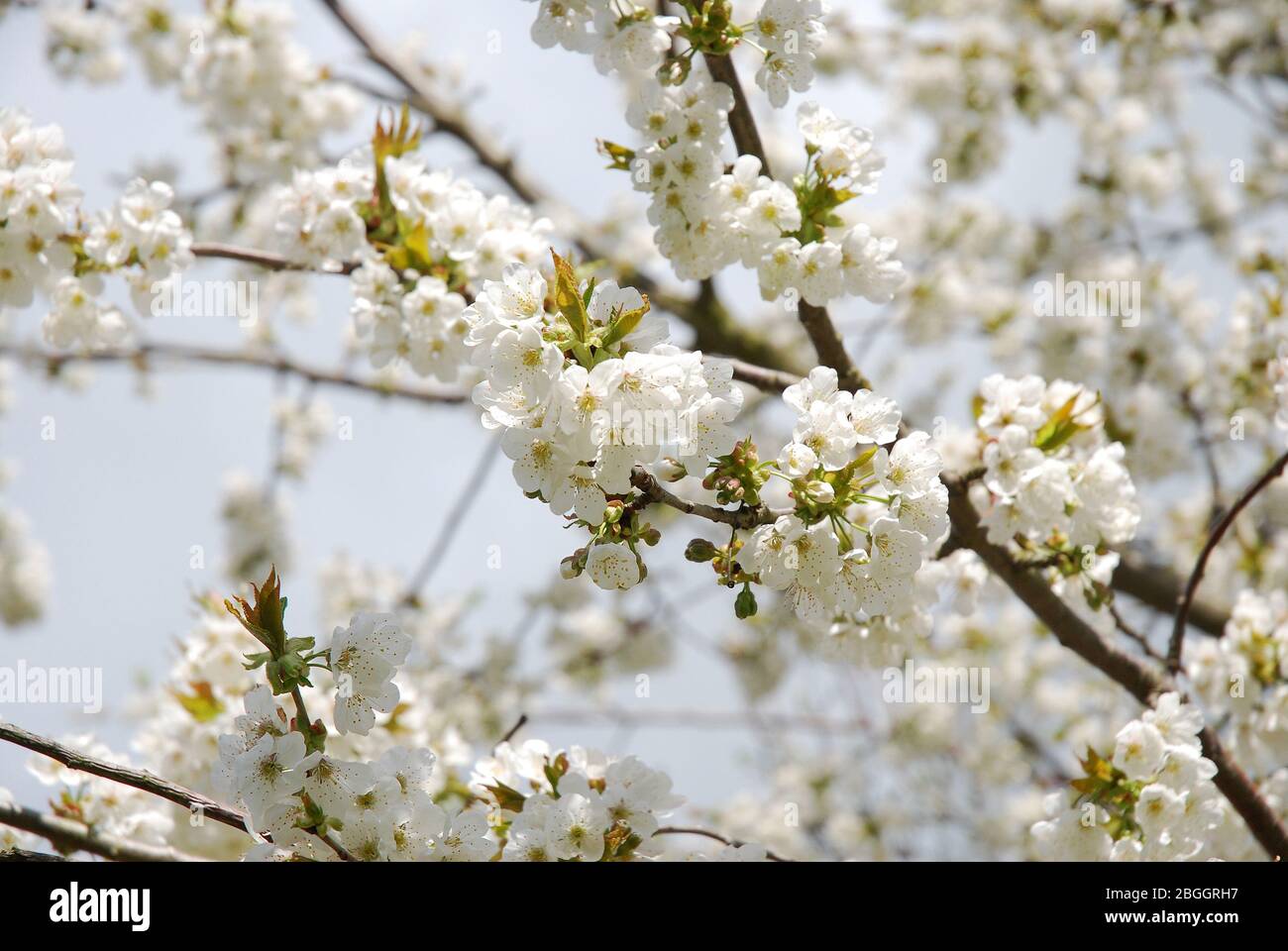 Bossoms hi-res stock photography and images - Alamy