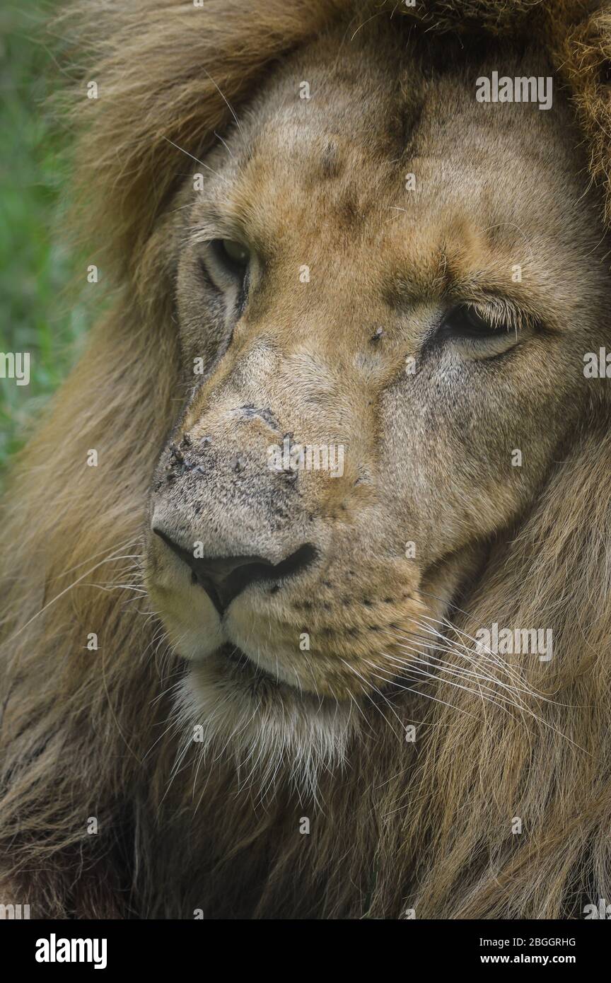 Majestic lion close up portrait Stock Photo - Alamy
