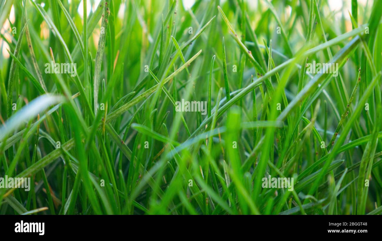 Green grass background abstract image Stock Photo - Alamy