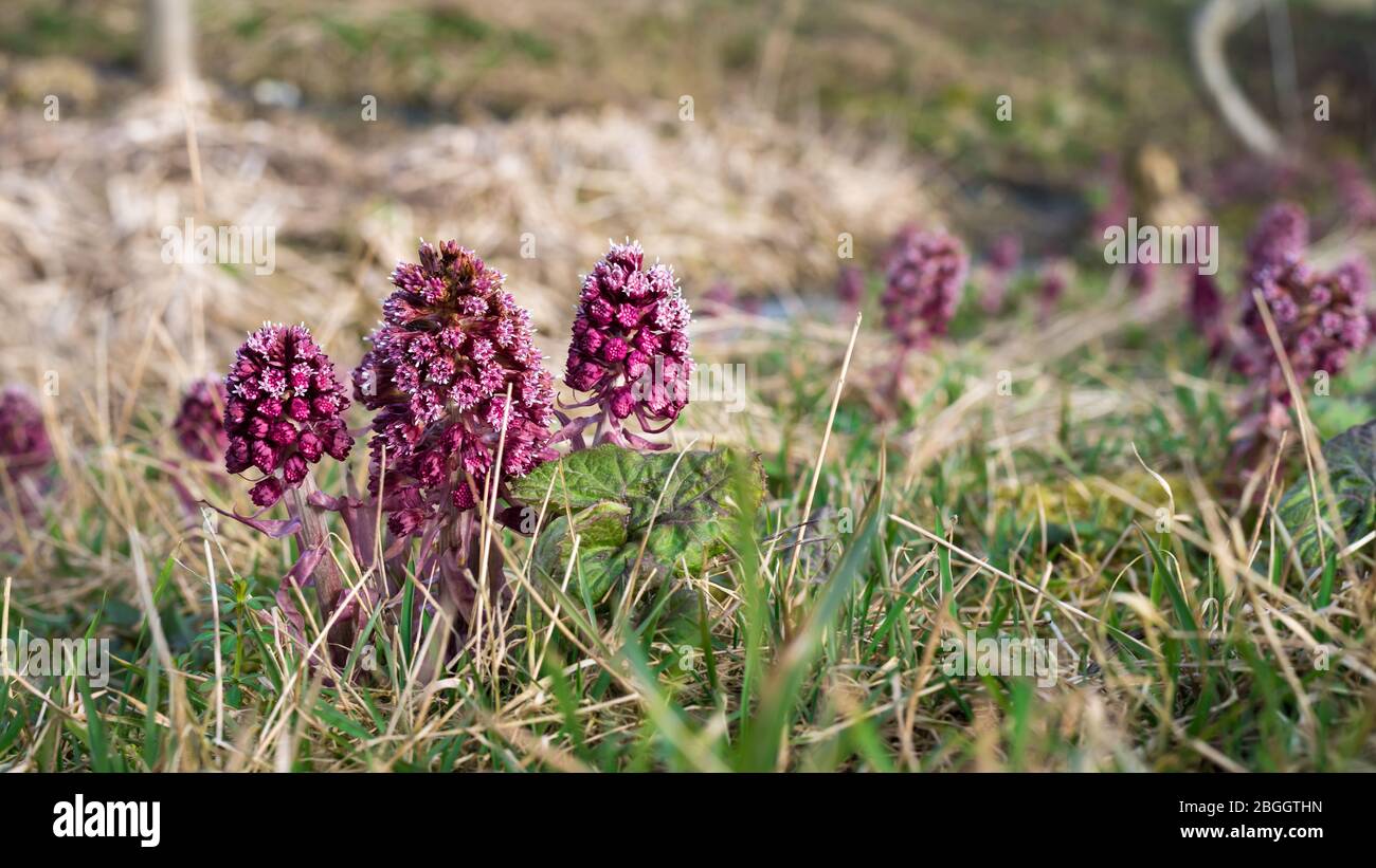 Swamp plant with flowers hi-res stock photography and images - Alamy