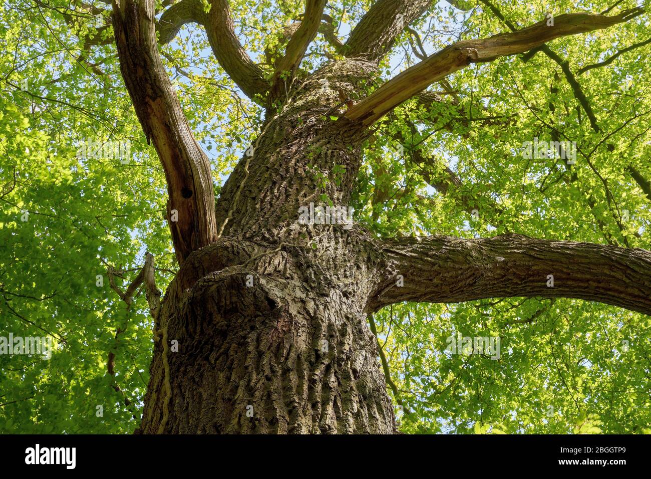 A beautiful big oak in spring Stock Photo - Alamy