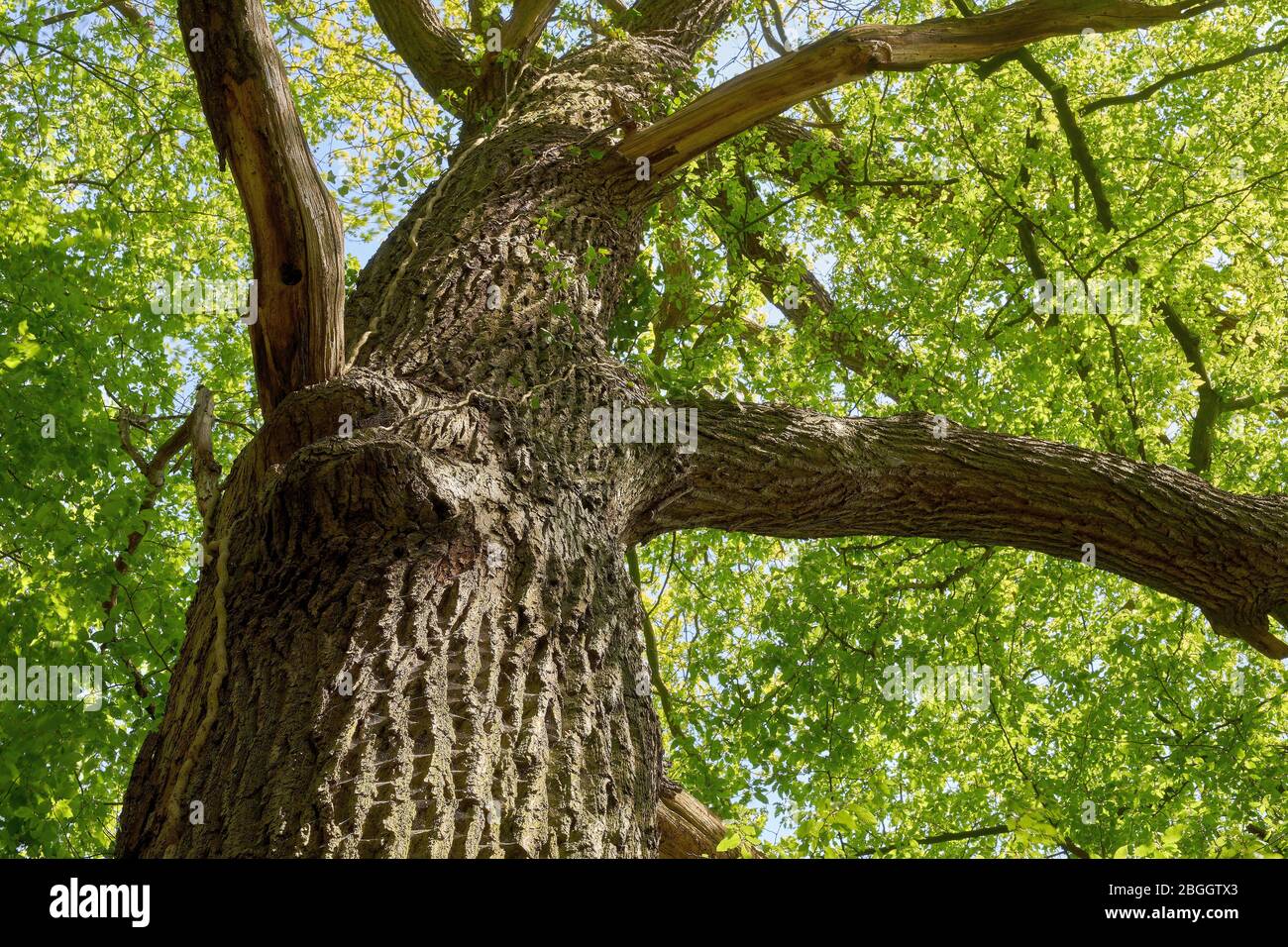 A beautiful big oak in spring Stock Photo - Alamy