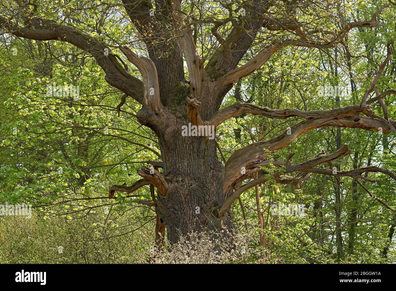 An old knotty oak Stock Photo - Alamy