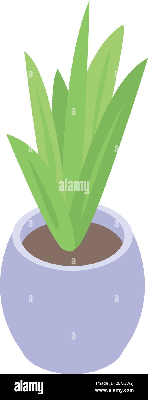 Long leaf houseplant icon, isometric style Stock Vector Image & Art - Alamy