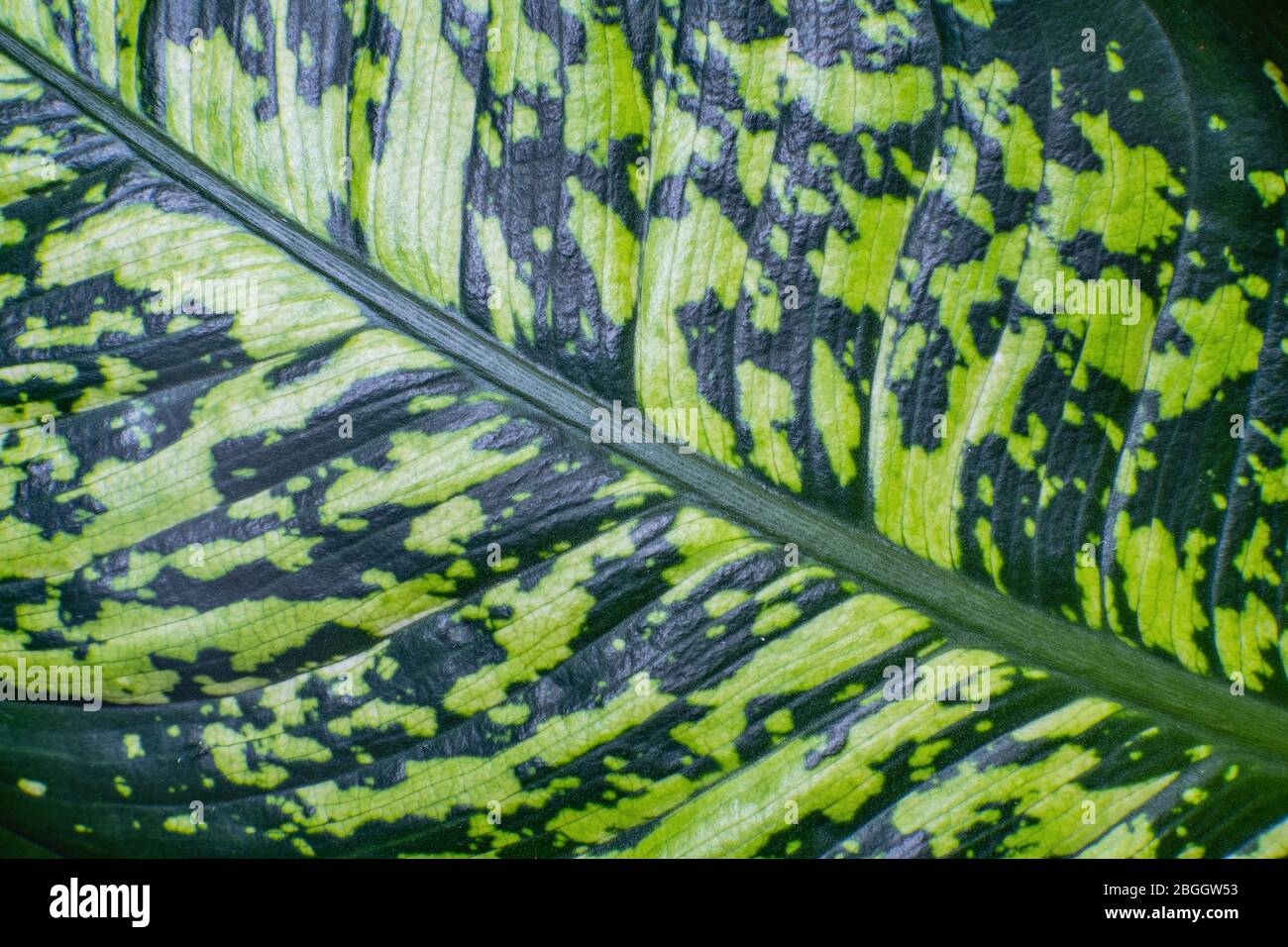 Texture of a large ficus tree leaf. Tropical vegetation Stock Photo - Alamy