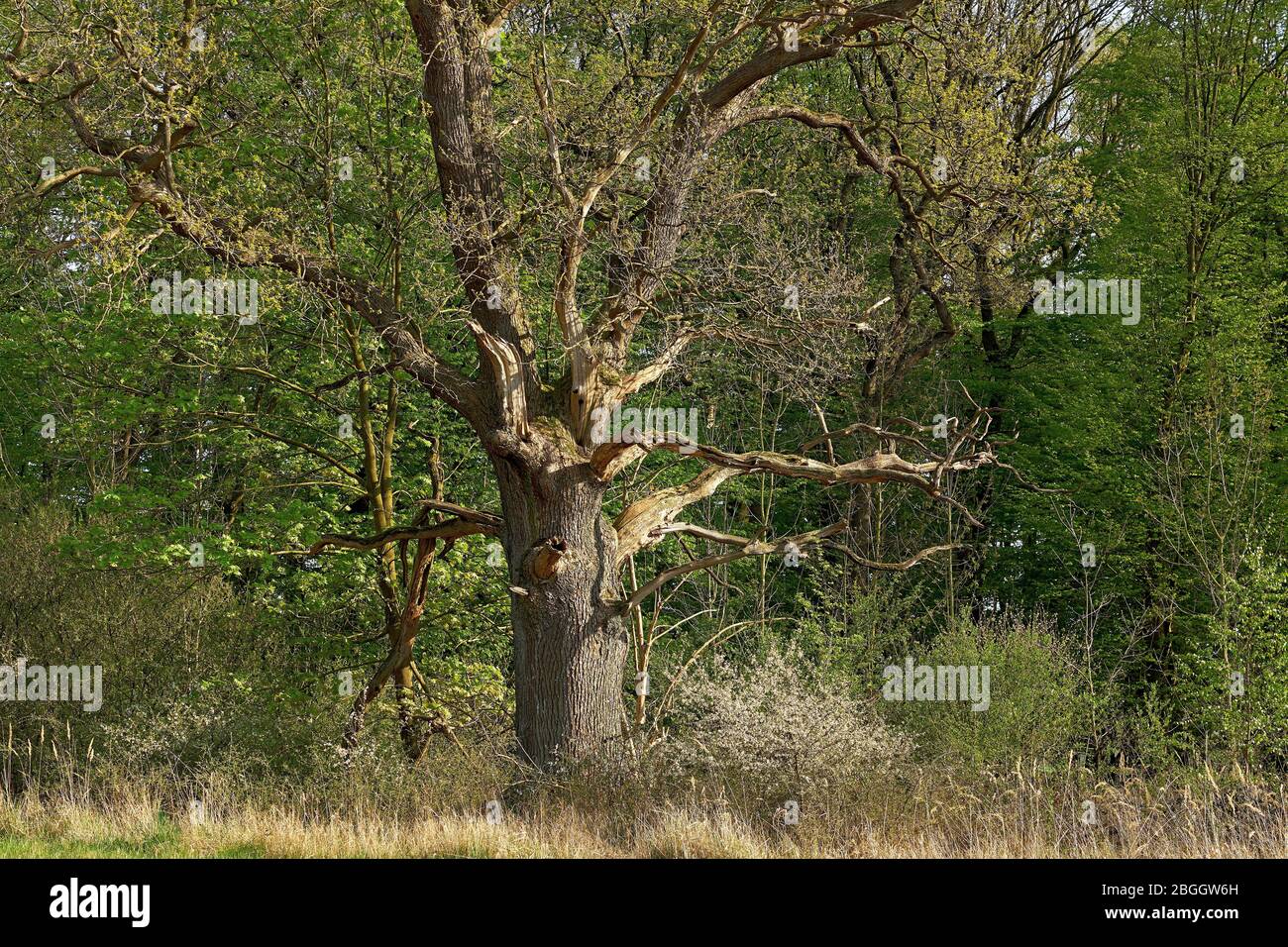 An old knotty oak Stock Photo - Alamy