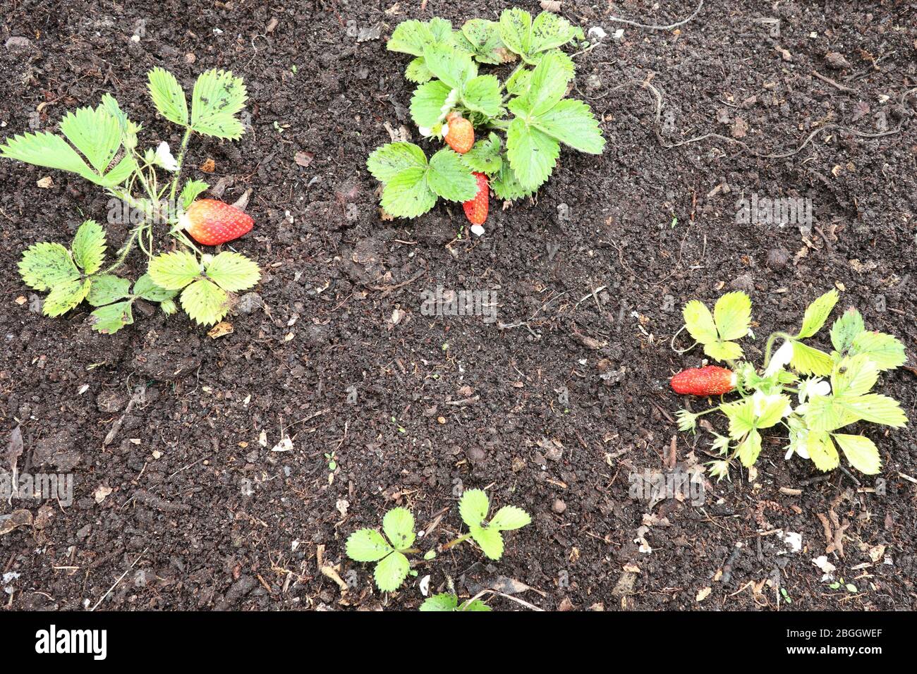 strawberries plants in growth at field Ripe red fruits of strawberry ...