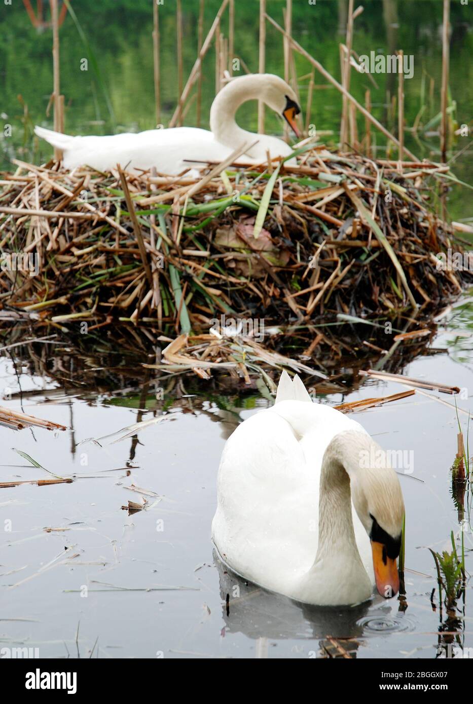 Swans on a pond a female swan sitting in a nest Stock Photo - Alamy