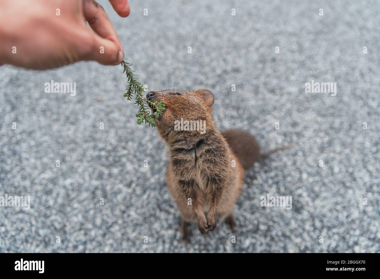 Quokka Smiling Sleeping