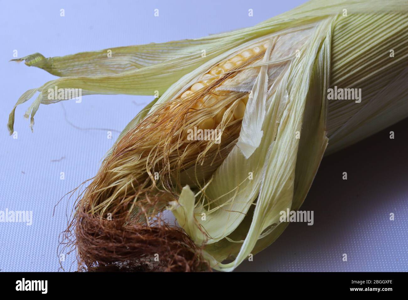 Fresh organic Sweet corn isolated on white background Stock Photo - Alamy