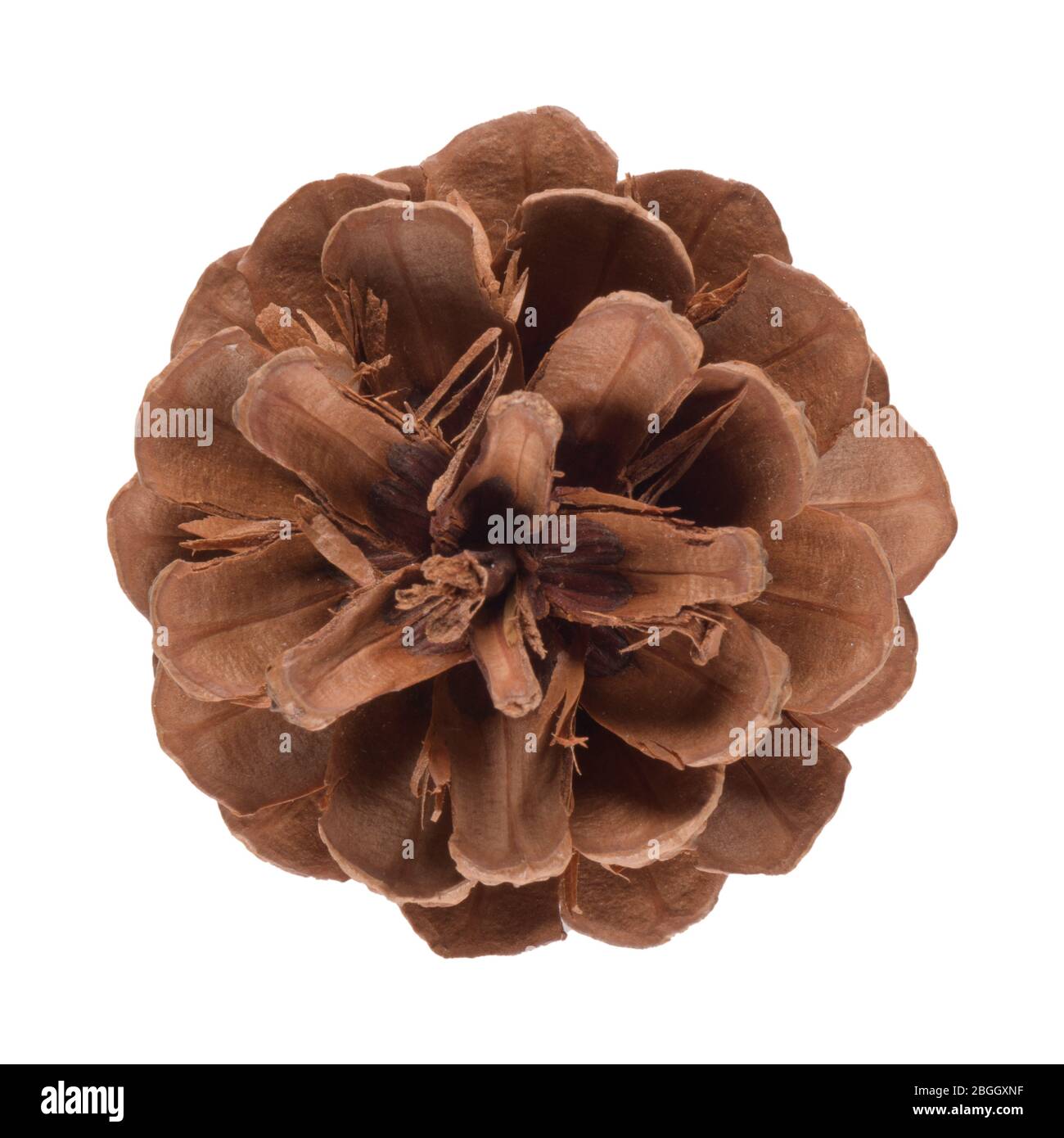 Natural pine cone isolated on white background Stock Photo - Alamy