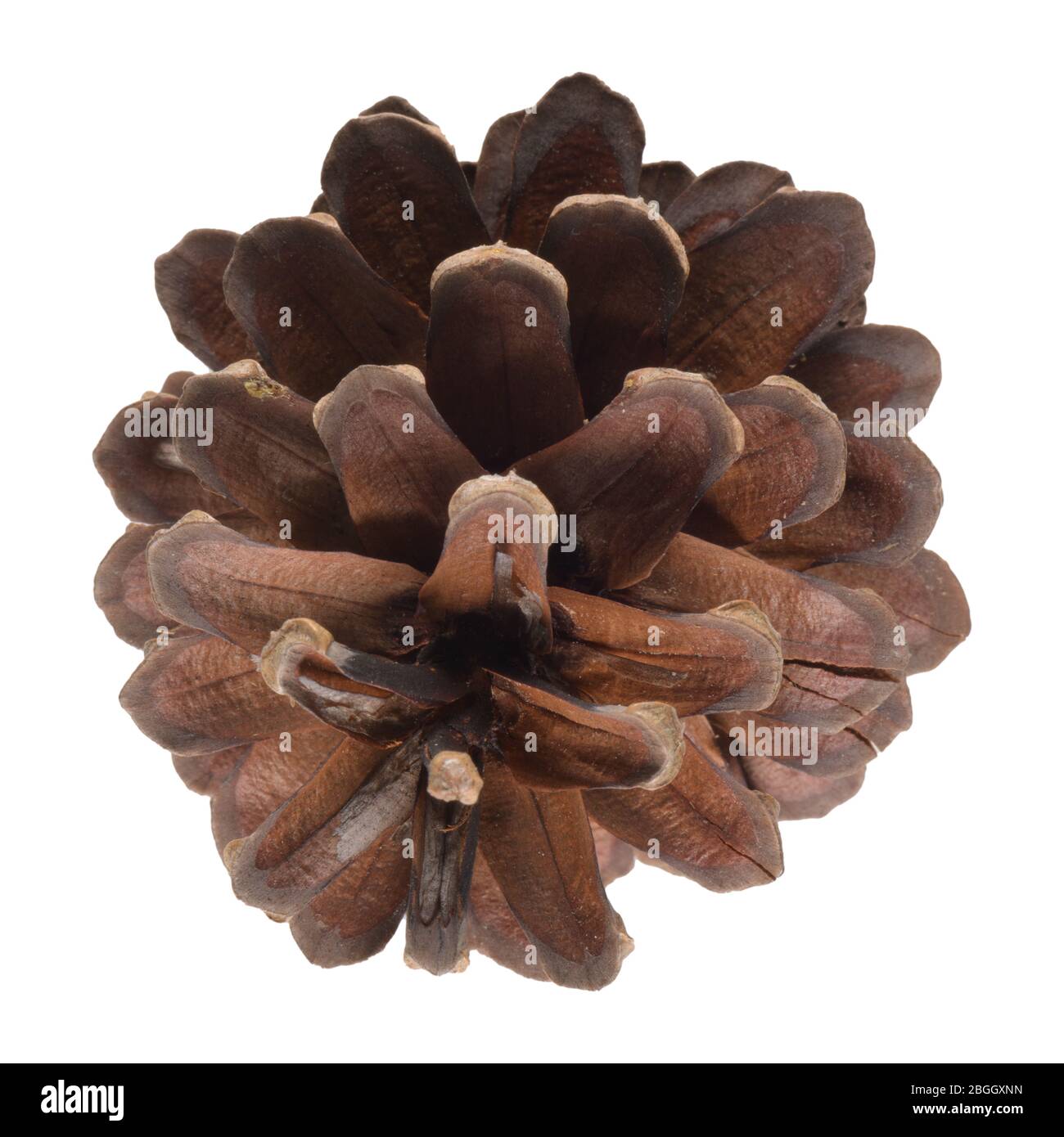 Natural pine cone isolated on white background Stock Photo - Alamy