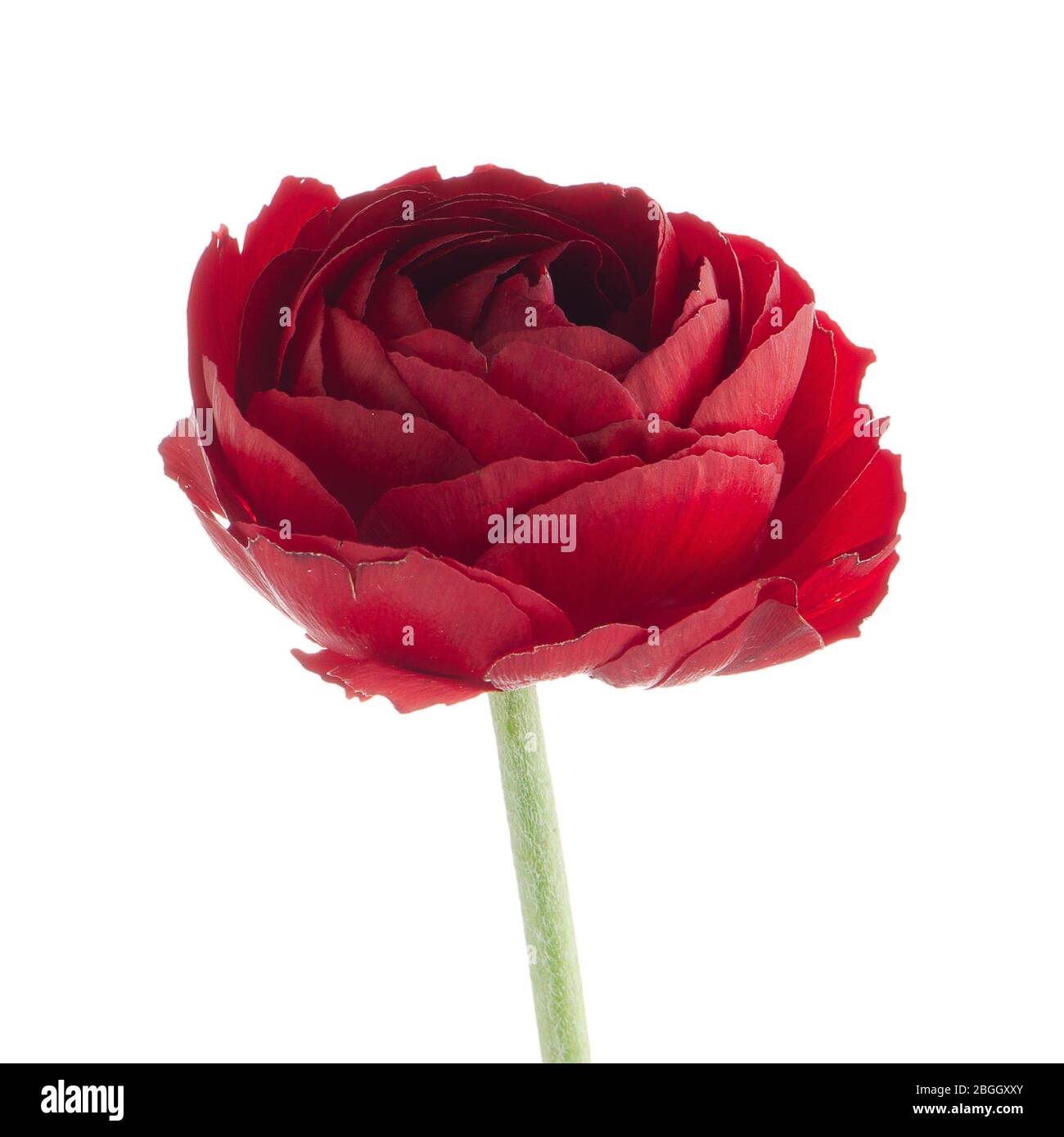 Beautiful red eustoma isolated on white background Stock Photo - Alamy