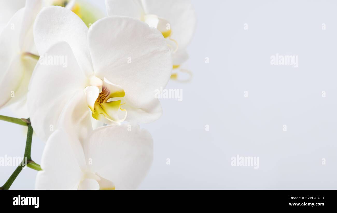 Beautiful and fragrant white orchidaceae close up. Orchid family ...