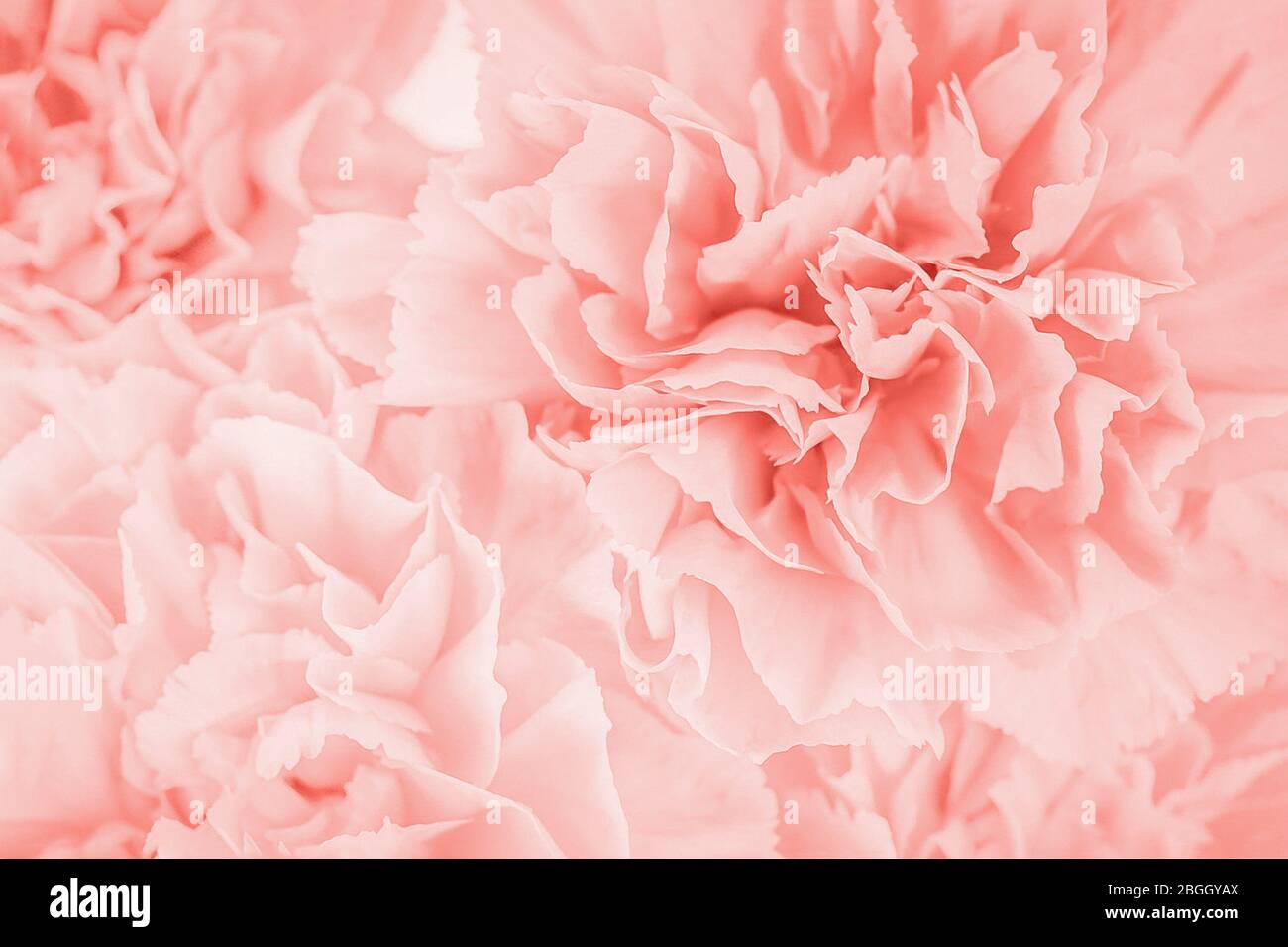 Coral Flowers Background