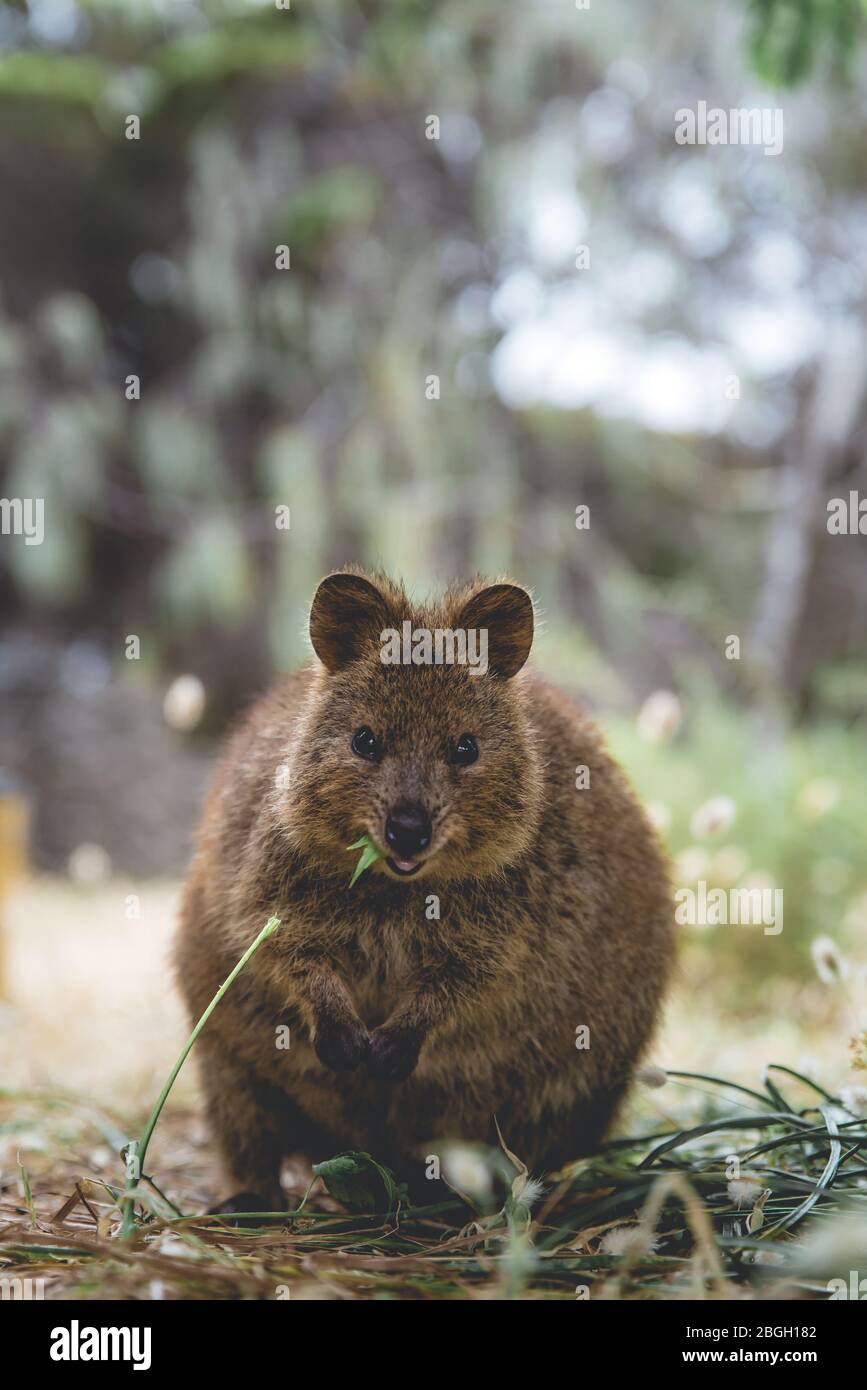 Quokka Eating Quokka