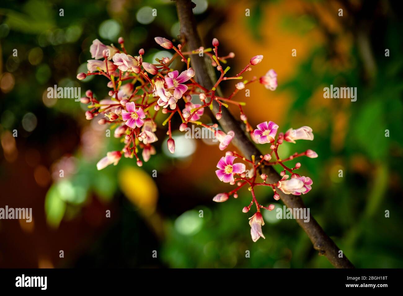Caramboxin hi-res stock photography and images - Alamy