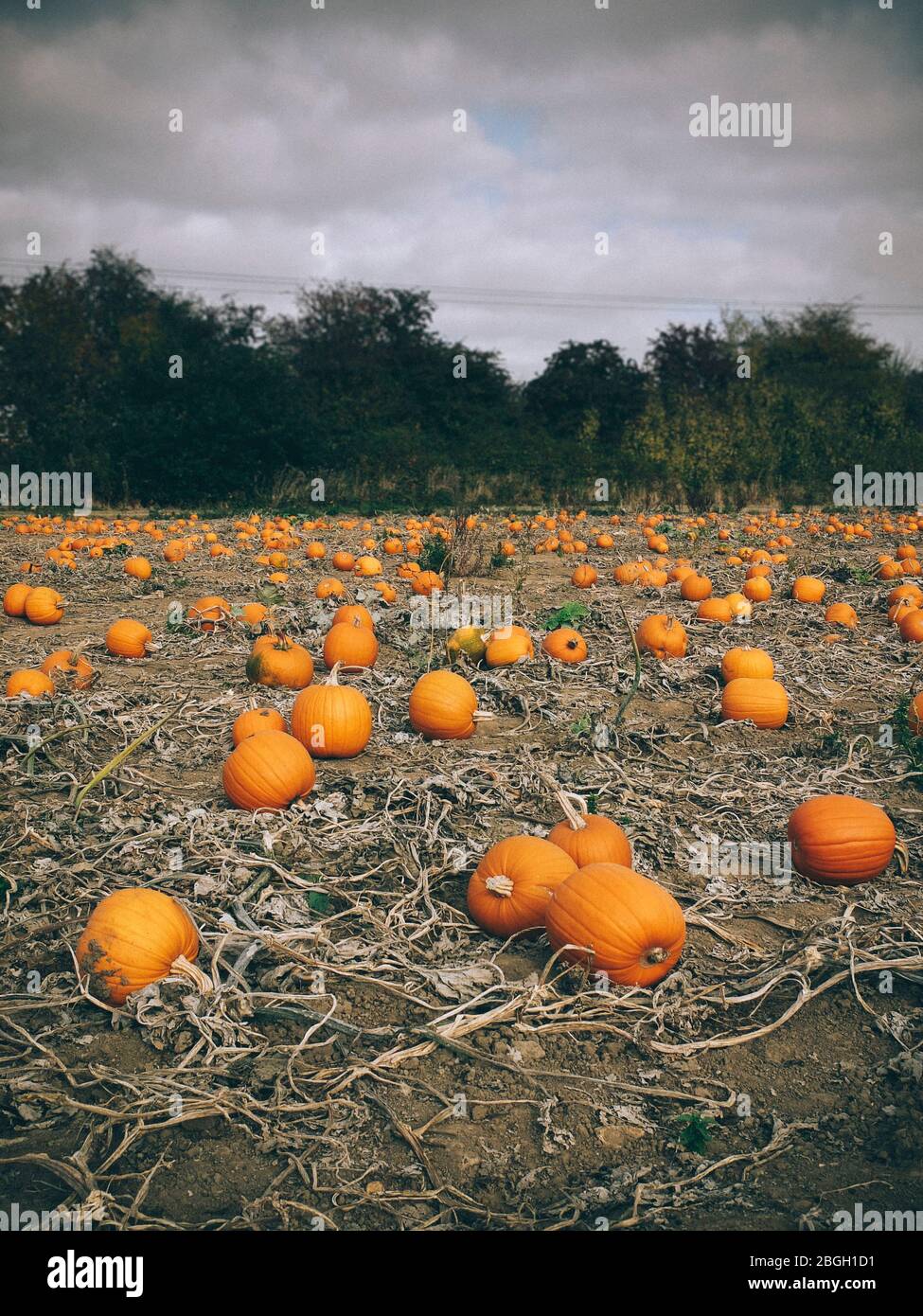 Pumpkin Field and Stormy Sky Stock Photo - Alamy