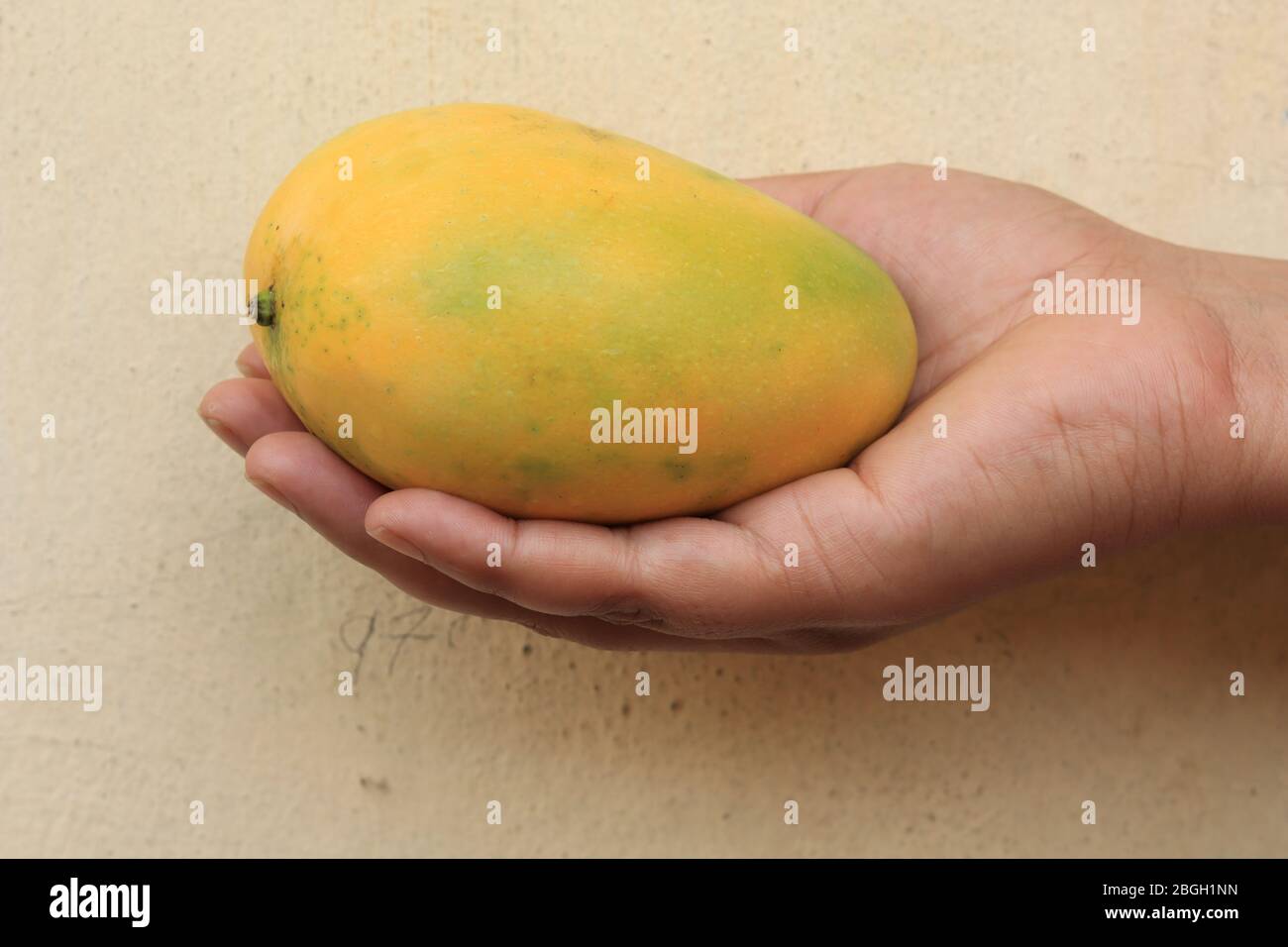 Fresh Yellow Mango fruit isolated on white background Stock Photo - Alamy