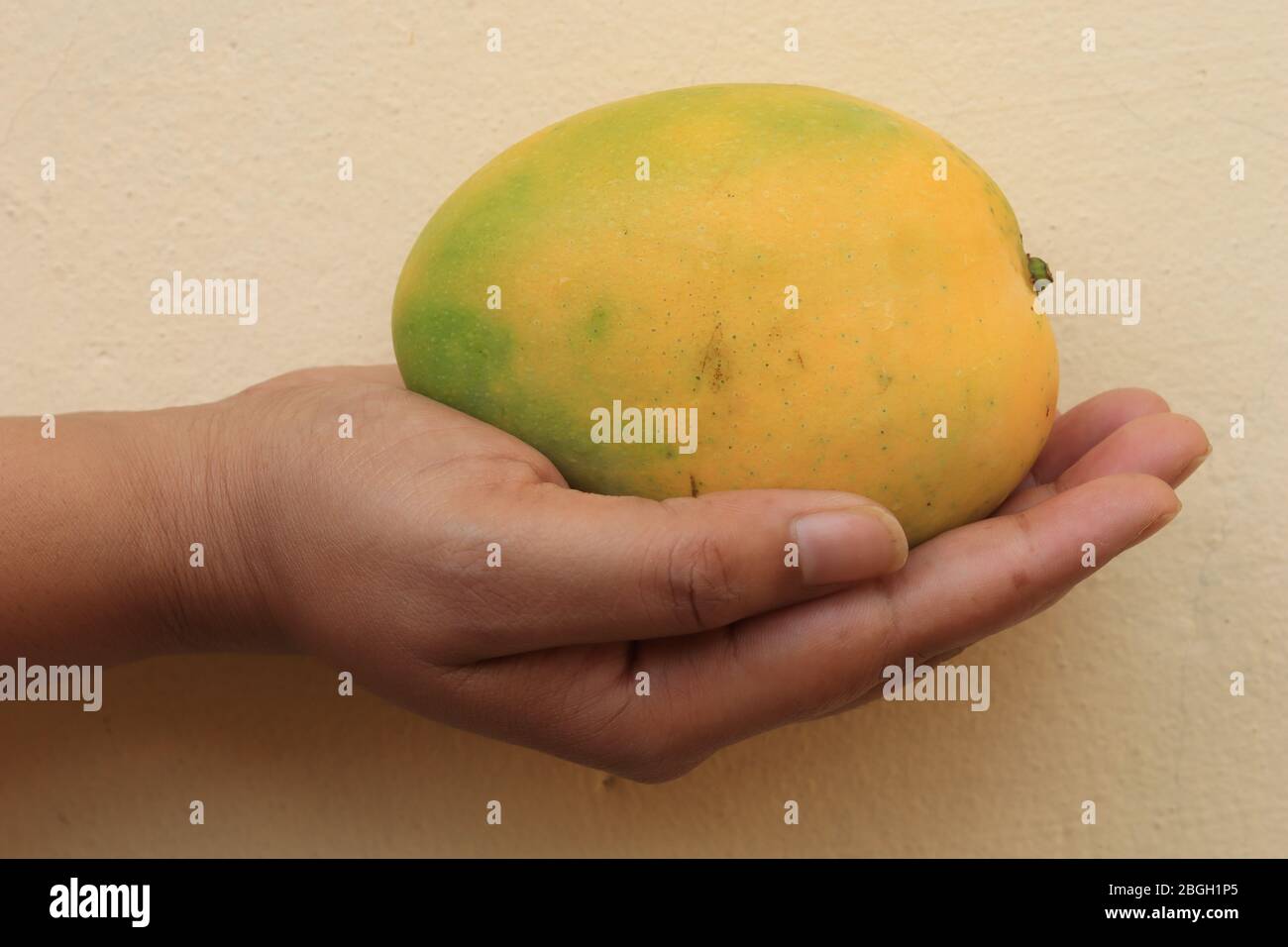 Fresh Yellow Mango fruit isolated on white background Stock Photo - Alamy