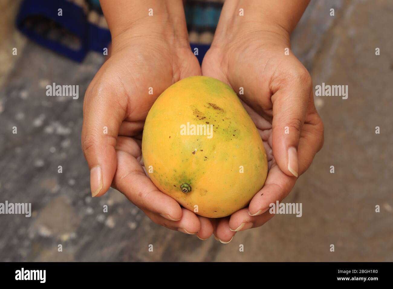 Fresh Yellow Mango fruit isolated on white background Stock Photo - Alamy