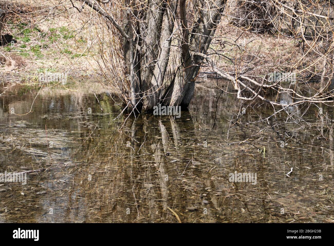 Spring snow melt flooding grass at forest edge Stock Photo - Alamy