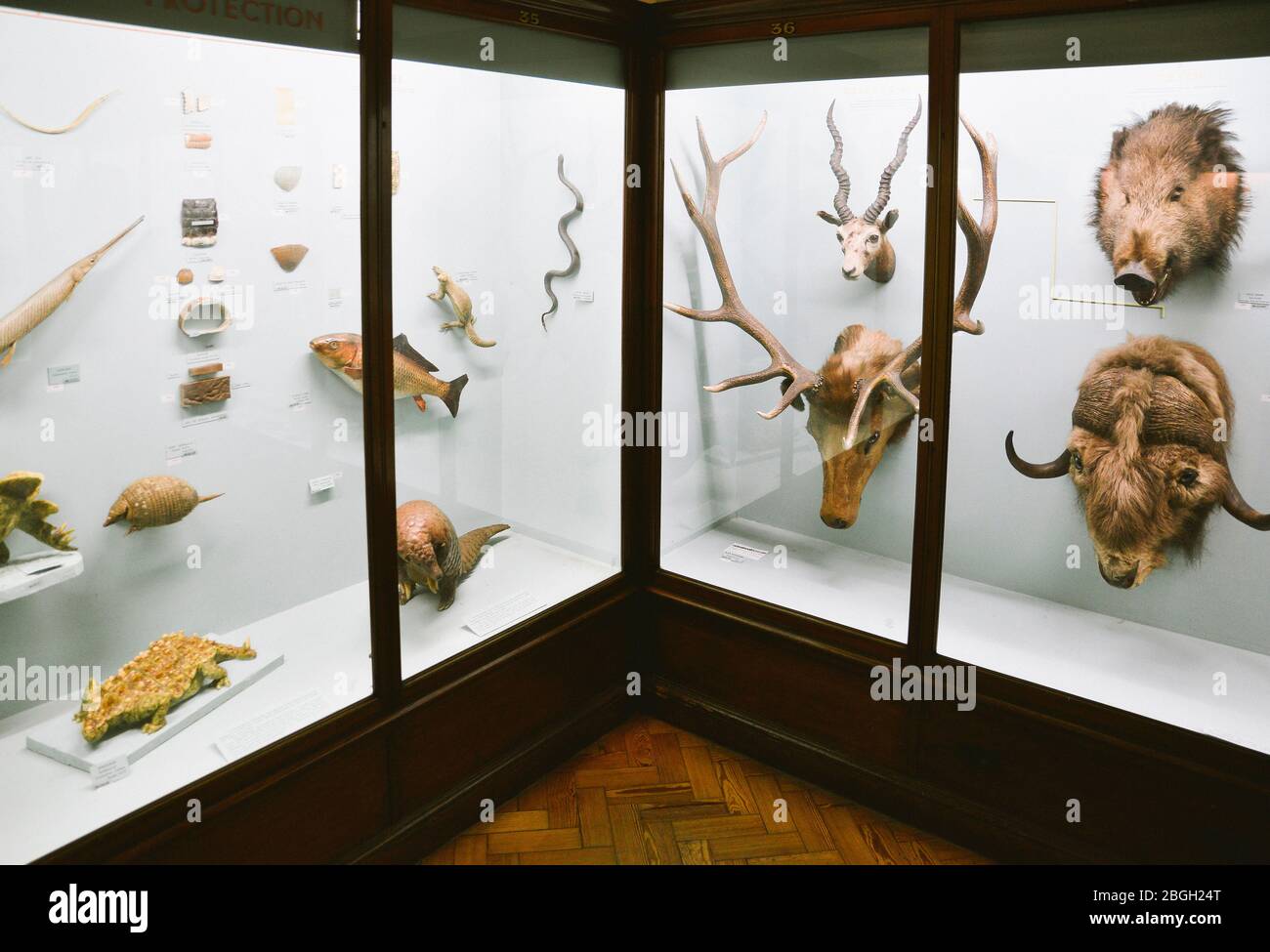 Taxidermy animals hi-res stock photography and images - Alamy