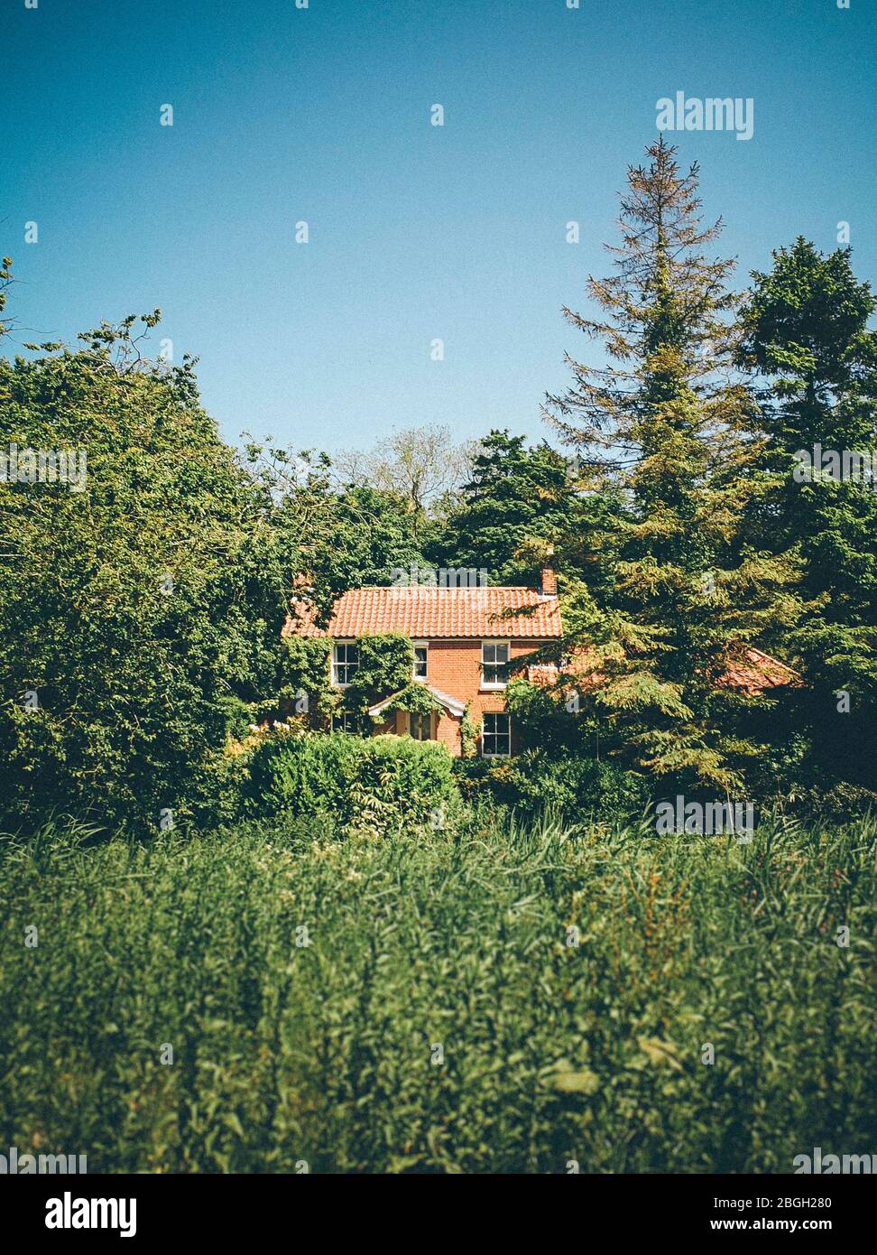 House hidden by Trees Stock Photo - Alamy