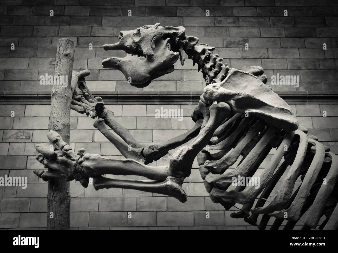 Giant Ground Sloth Skeleton in Natural History Museum, London, England ...