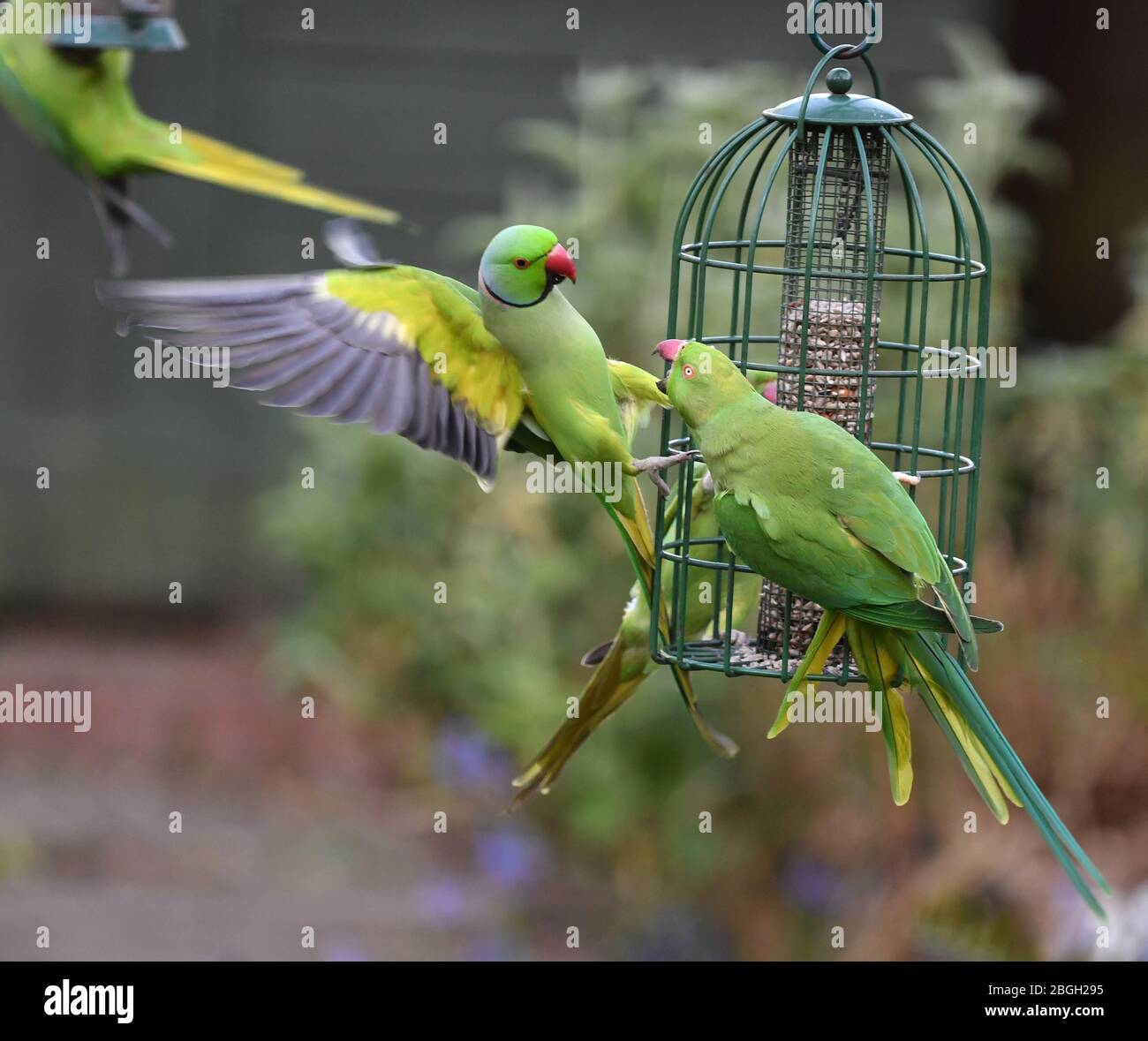 Green parakeets uk hi-res stock photography and images - Alamy