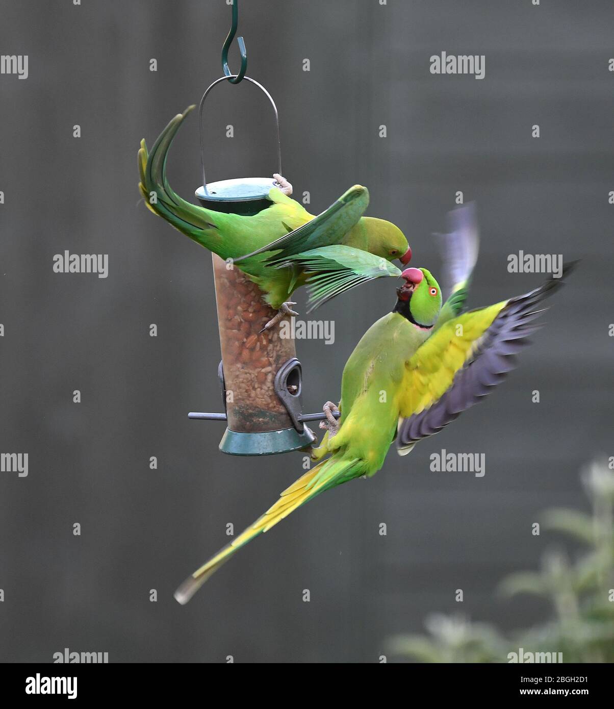 London, UK. 21st April 2020. Flock of Ring Necked Parakeets visit ...