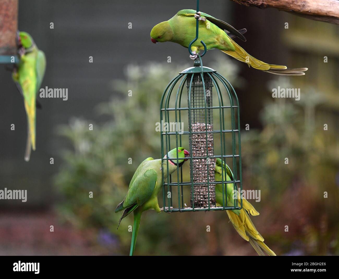 Suburban parakeets hi-res stock photography and images - Alamy