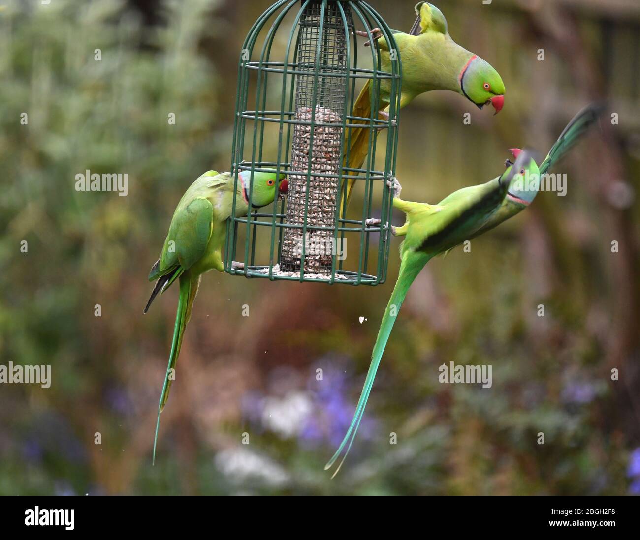 Suburban parakeets hi-res stock photography and images - Alamy