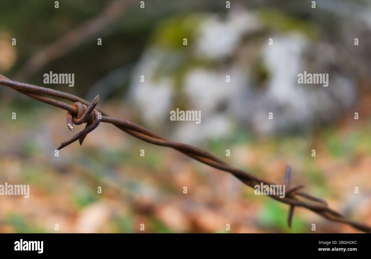 Barbed forest hi-res stock photography and images - Alamy