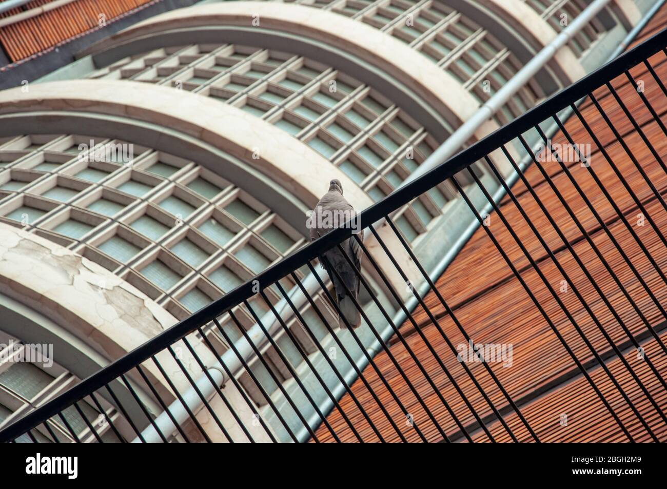Pigeon resting on a metal railing seen from below. Urban wildlife Stock ...