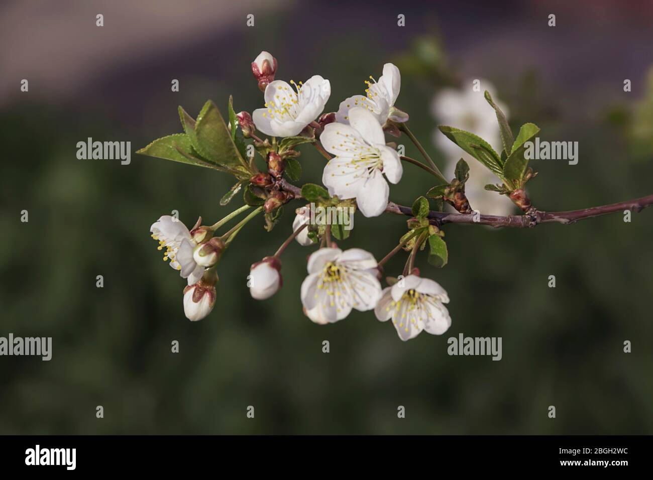 White beautiful flower of apple tree blooms in spring Stock Photo - Alamy