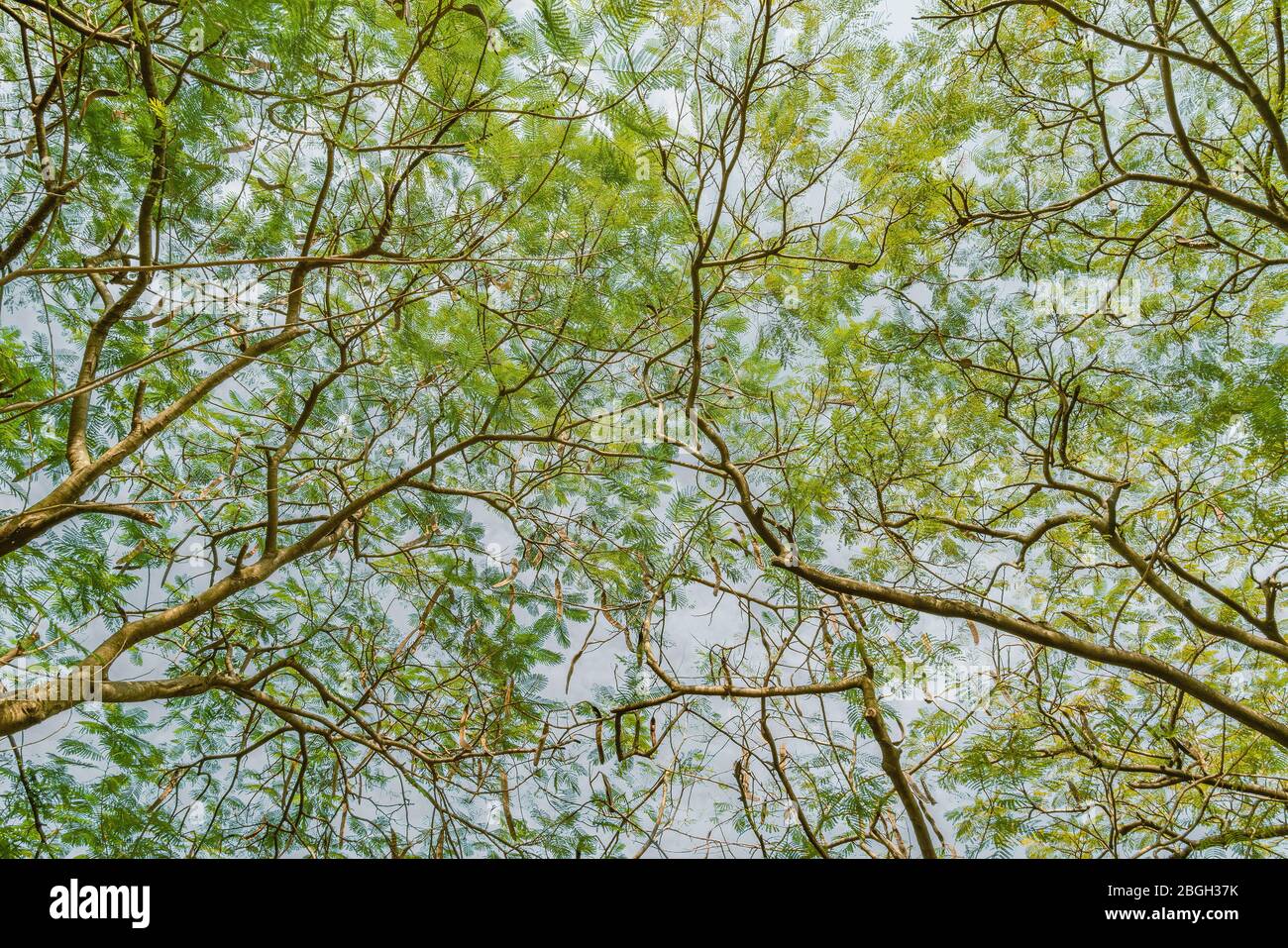Amazing tropical tree branches. City park. Shenzhen. China Stock Photo ...