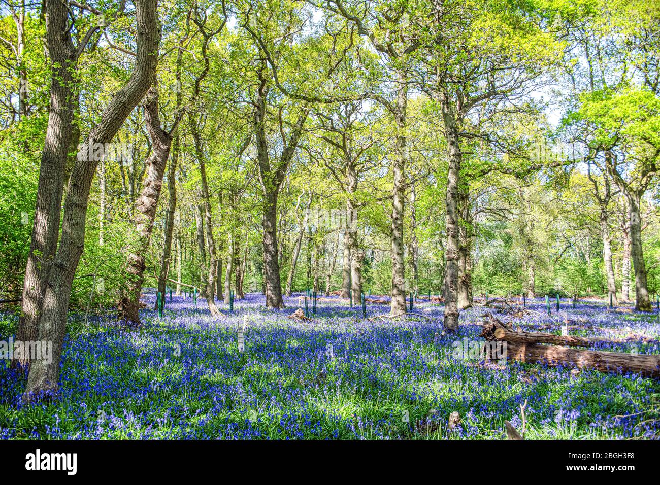 With the hot sunny weather brings out the fields and woodlands of ...