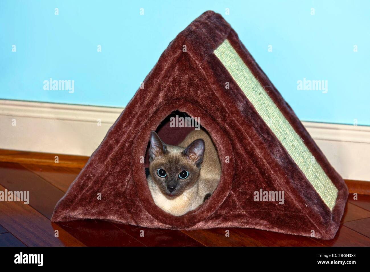 Triangular Eyes High Resolution Stock Photography and Images - Alamy