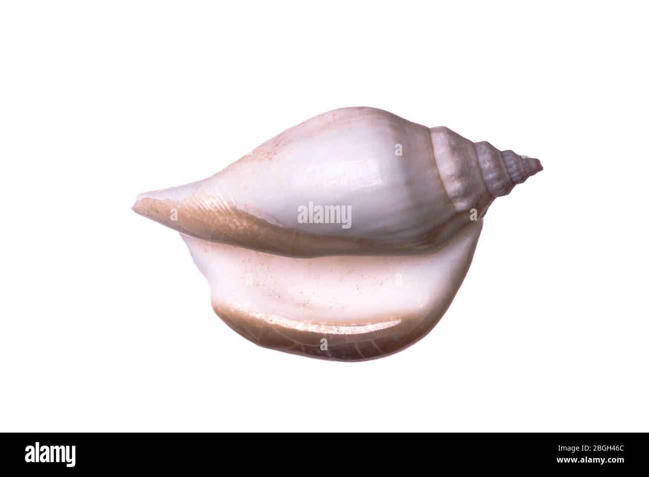 sea shell isolated on white Stock Photo - Alamy